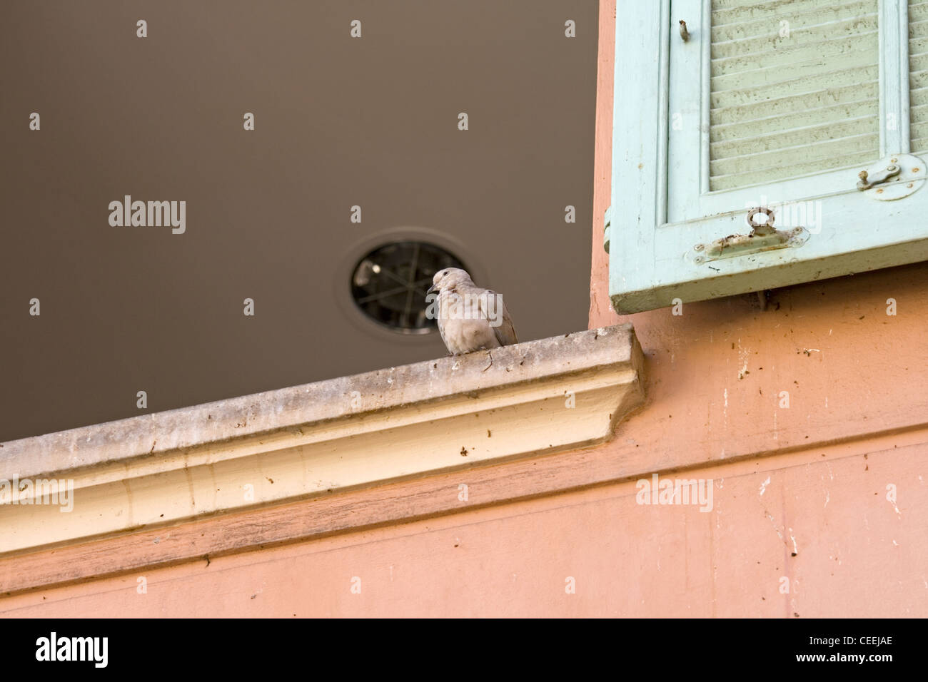 Colombe Sauvage Banque d'image et photos - Alamy