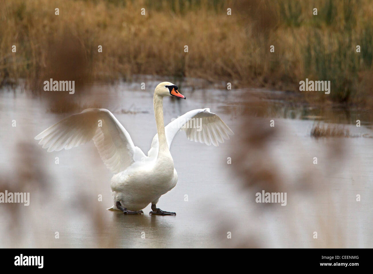 Cygne muet debout Banque de photographies et d’images à haute résolution - Alamy