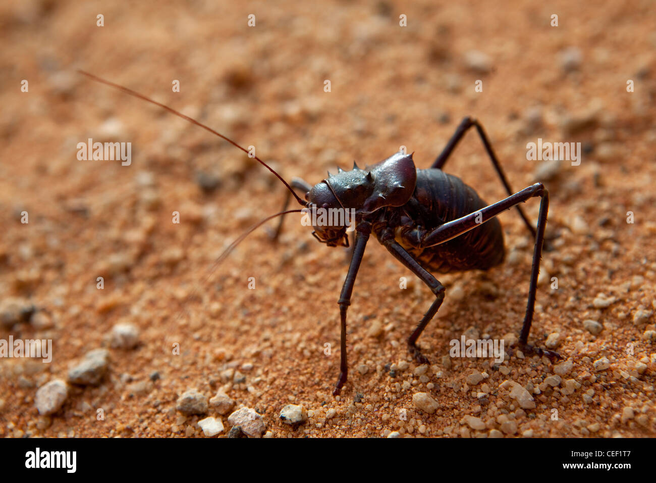 Le Cricket, des dunes du désert du Kalahari, la Namibie, l'Afrique ...