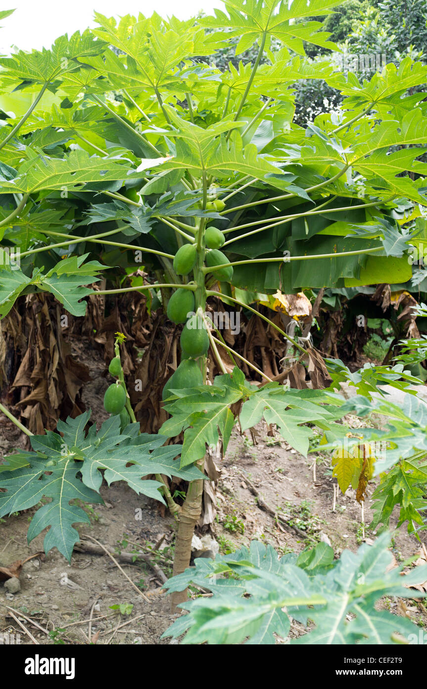 Arbre à fruits Banque de photographies et d’images à haute résolution ...