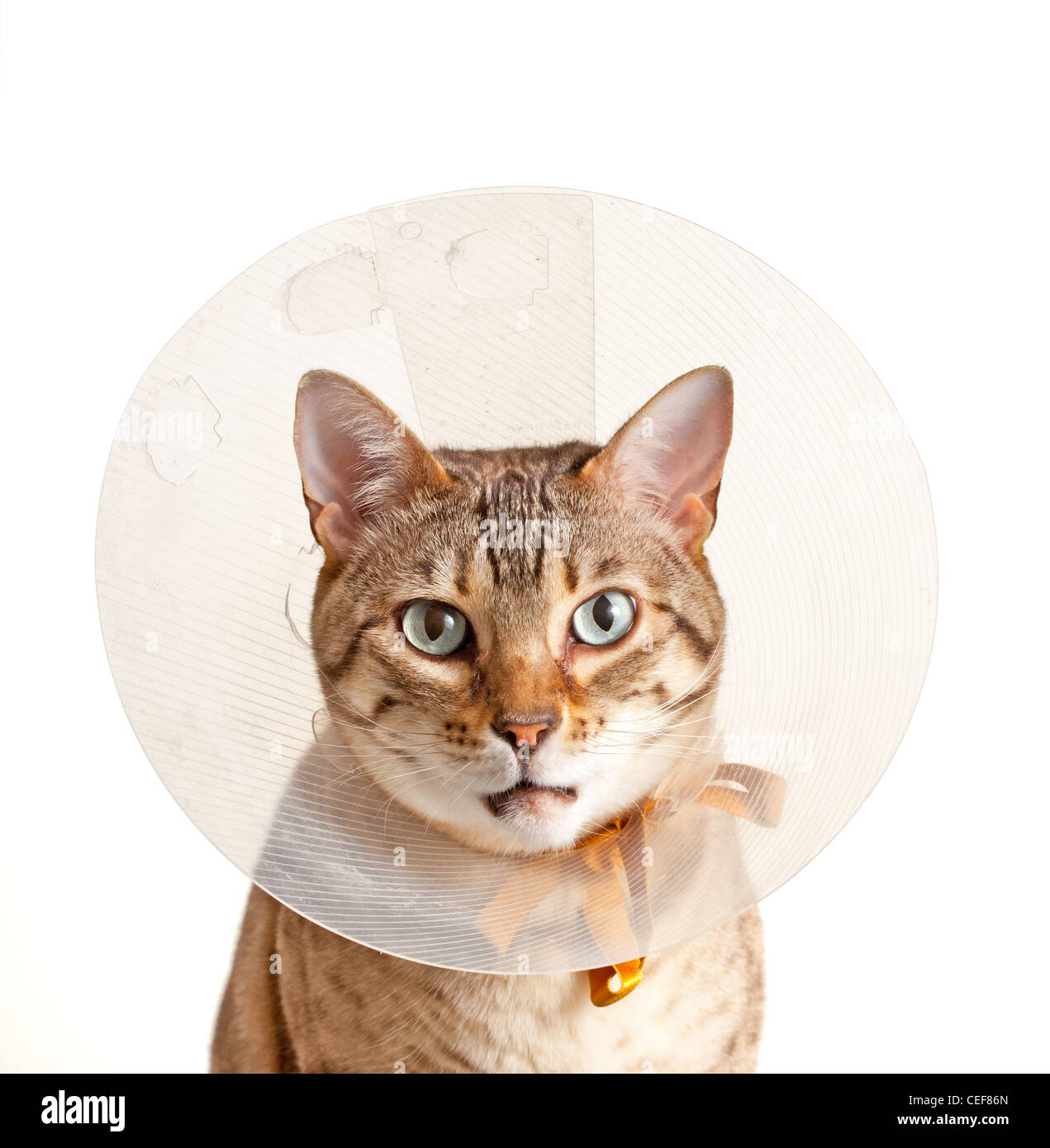 Bengal Cat à la triste en collier pour l'empêcher de lécher une plaie ...