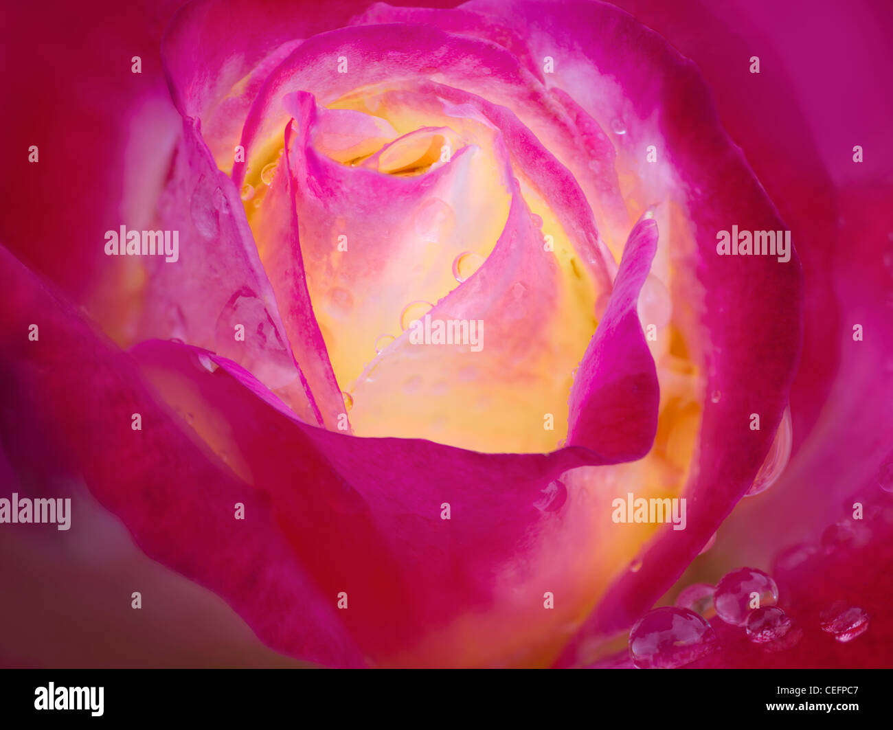 Rose Double Rose Banque d'image et photos - Alamy