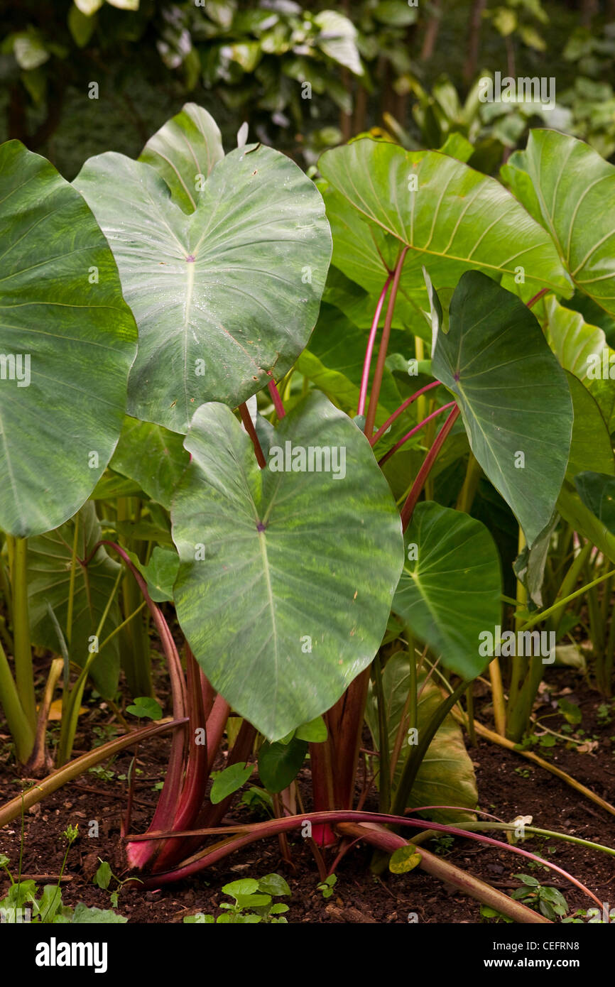 Le taro (Colocasia esculenta) personnalités liées à la commune en ...