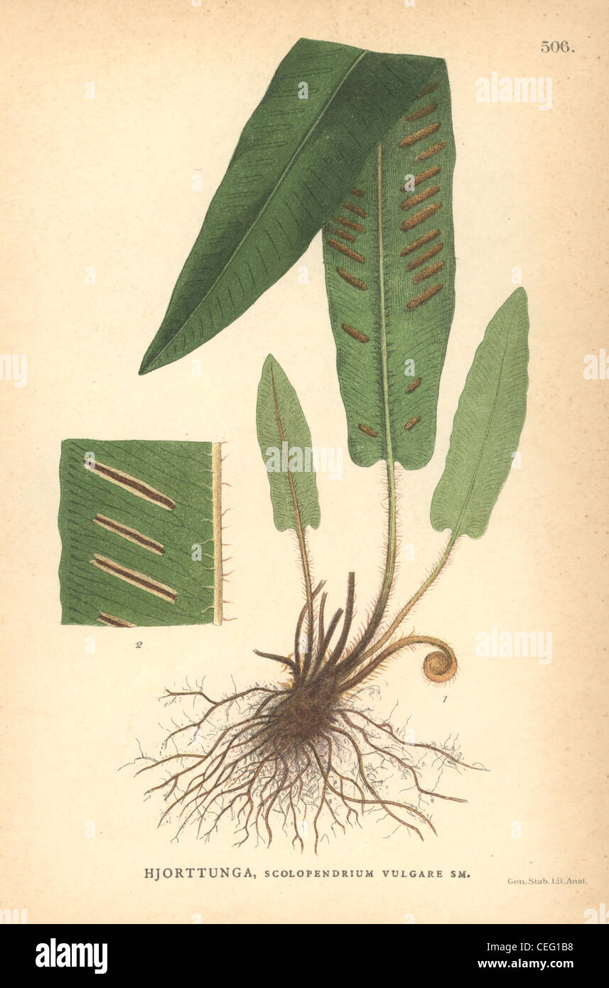 Scolopendre officinale, Asplenium scolopendrium Photo Stock - Alamy