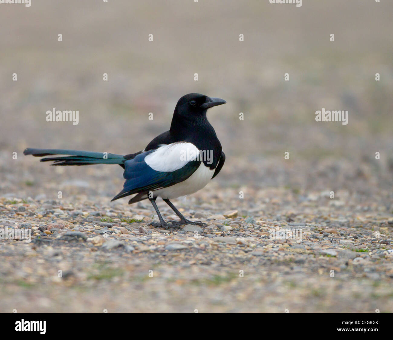Pica Pica Oiseau Banque d'image et photos - Alamy