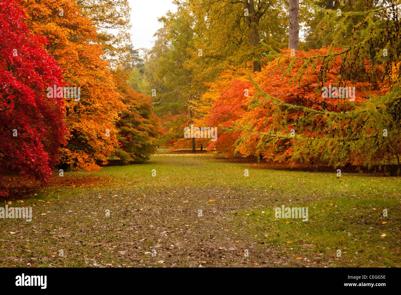 Automne automne bois Banque de photographies et d’images à haute ...