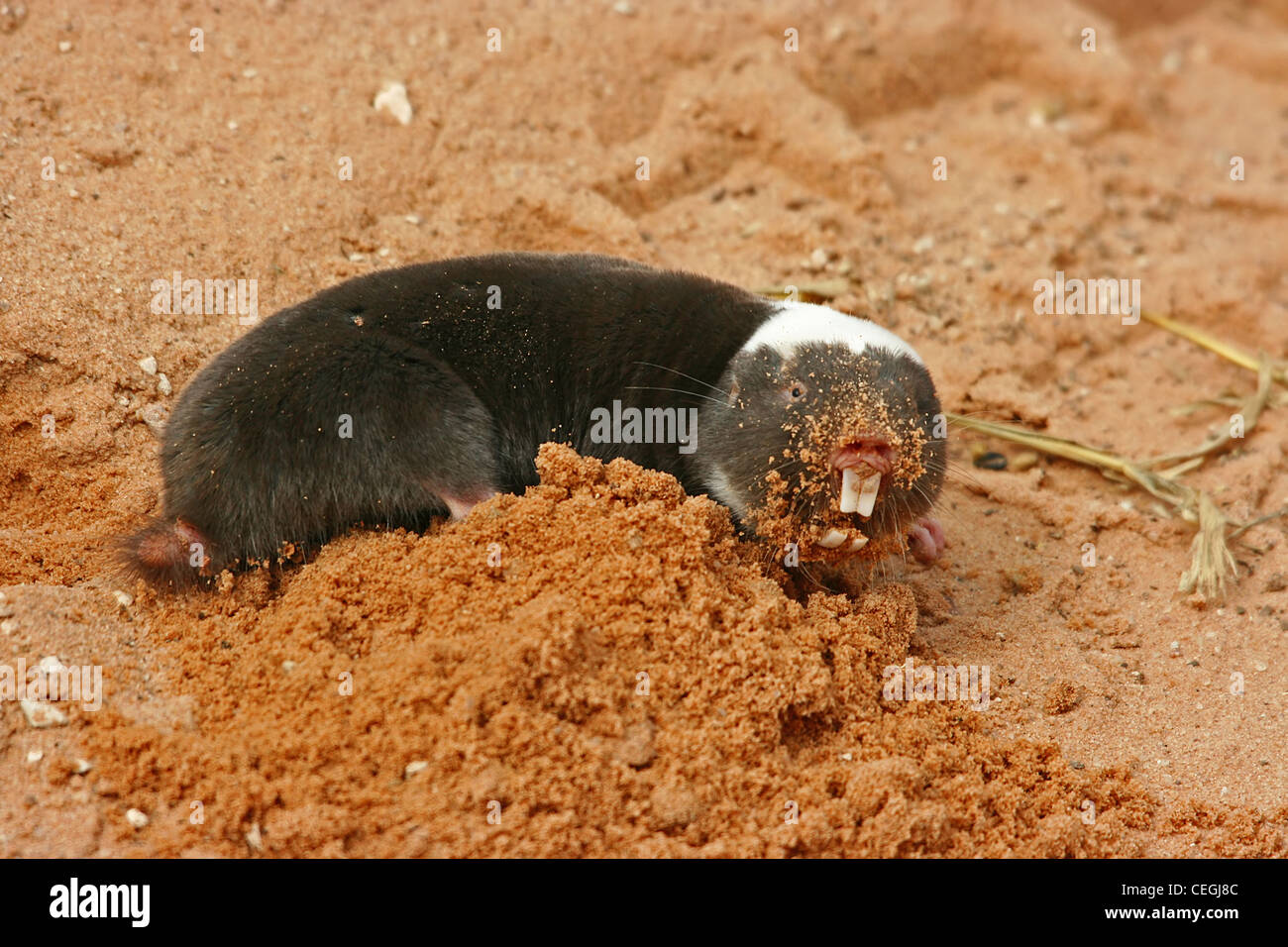 Cryptomys damarensis Banque de photographies et d’images à haute ...
