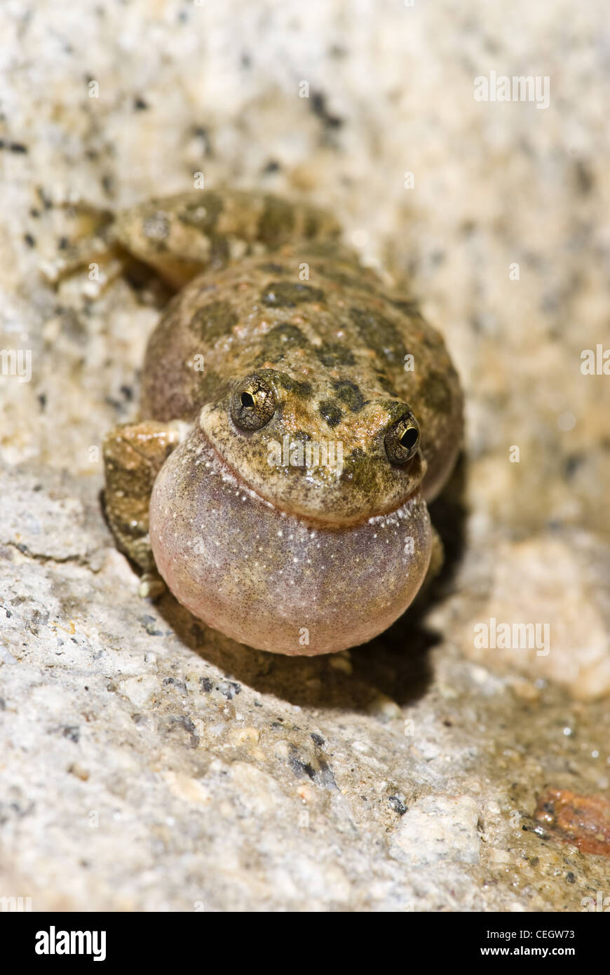Pseudacris cadaverina Banque de photographies et d’images à haute ...