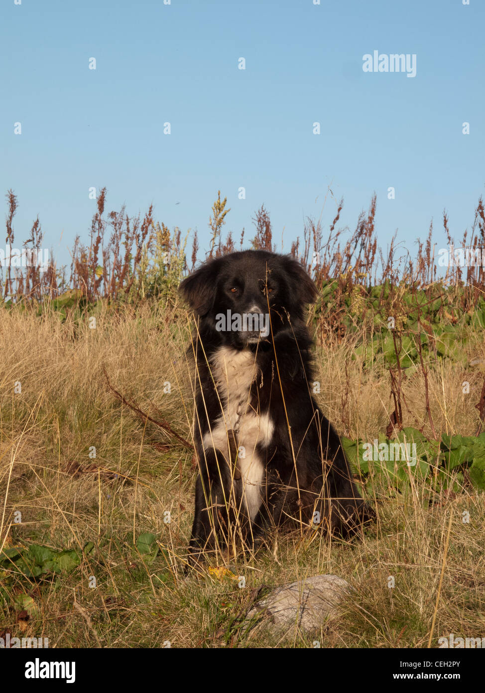 Bergers de montagne Banque de photographies et d’images à haute résolution - Alamy
