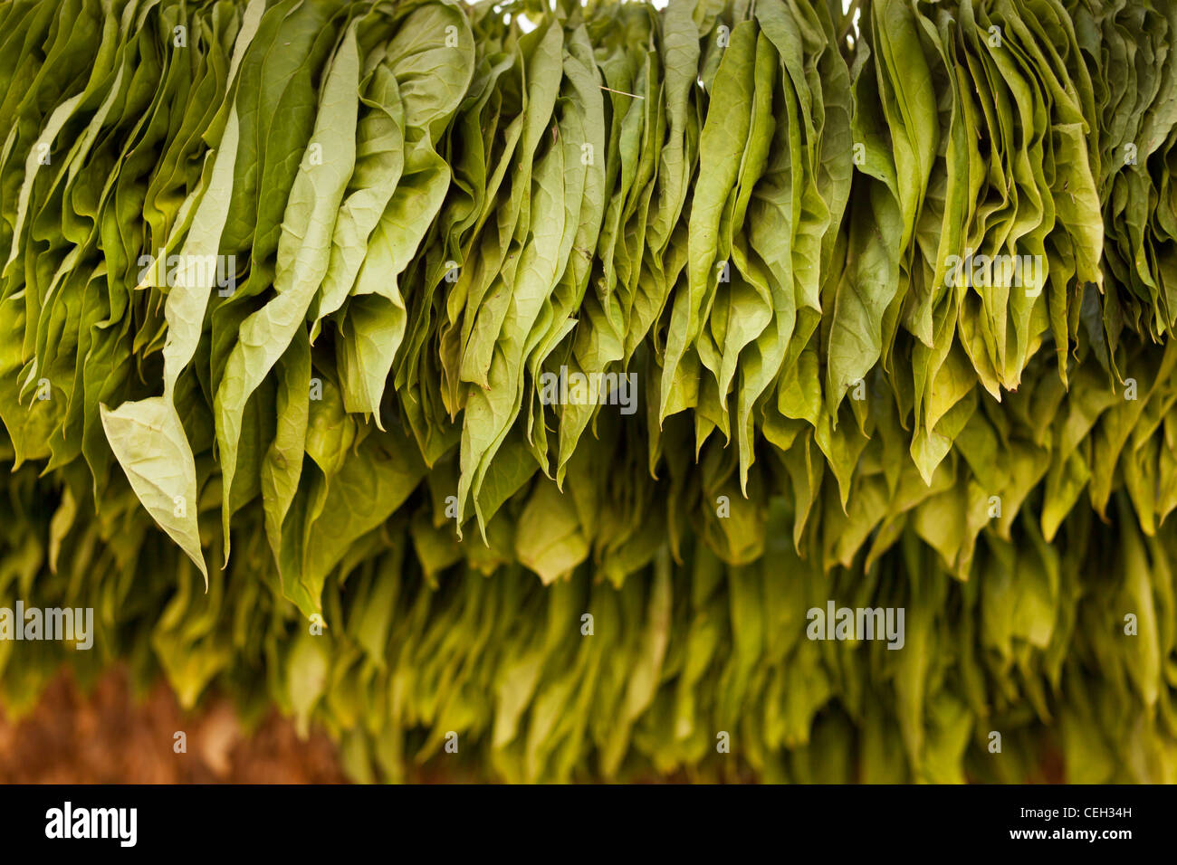 Feuilles De Tabac Vert Banque d'image et photos - Alamy