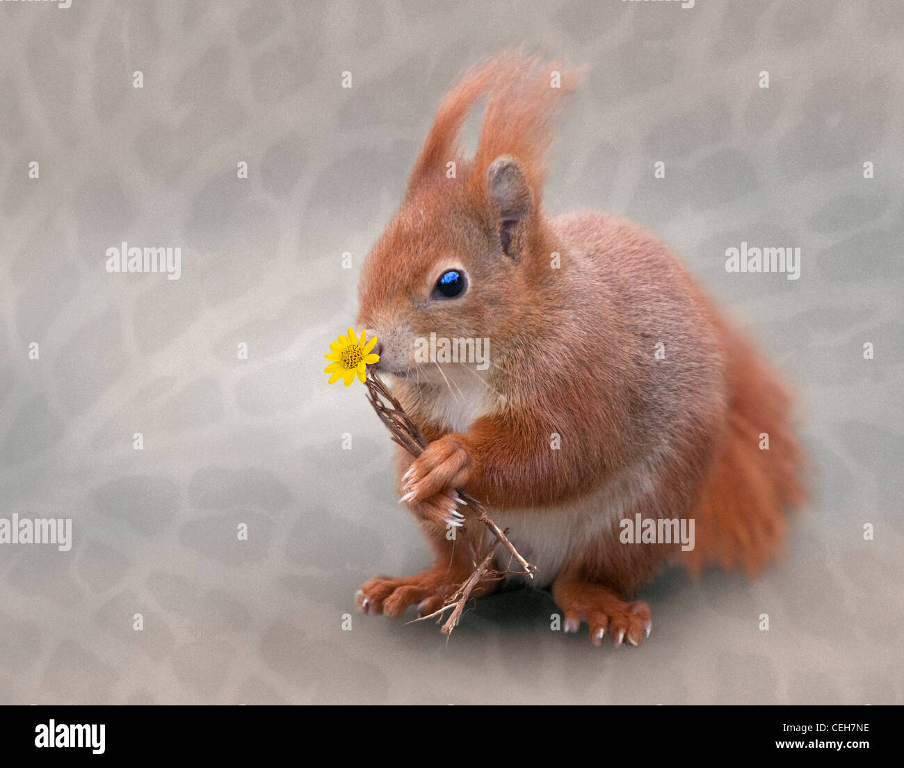 écureuil rouge avec une fleur Banque de photographies et d’images à ...
