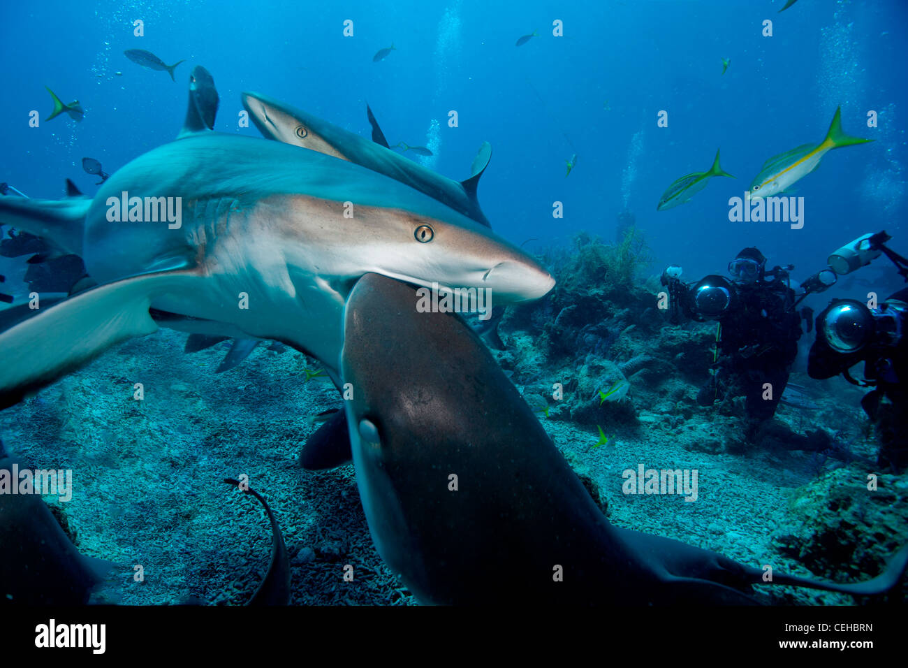 Morsures de requin Banque de photographies et d’images à haute résolution - Alamy