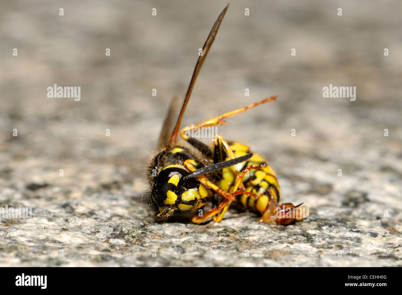 Guêpe commune (Vespula Vulgaris) - morte, écrasée avec sting détaché ...