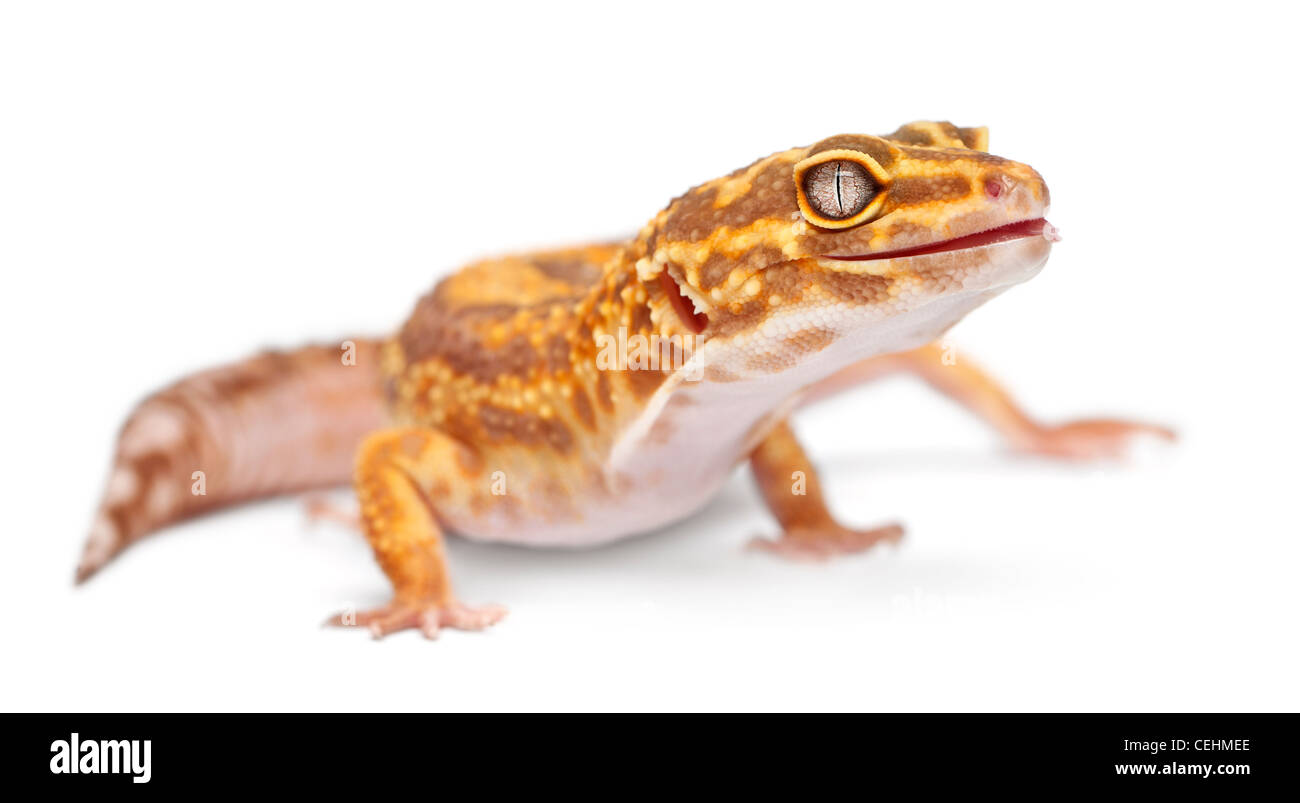 Leopard gecko eublepharis macularius Banque de photographies et d ...