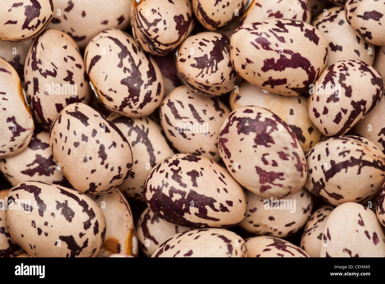 Haricots frais borlotti Banque de photographies et d’images à haute ...