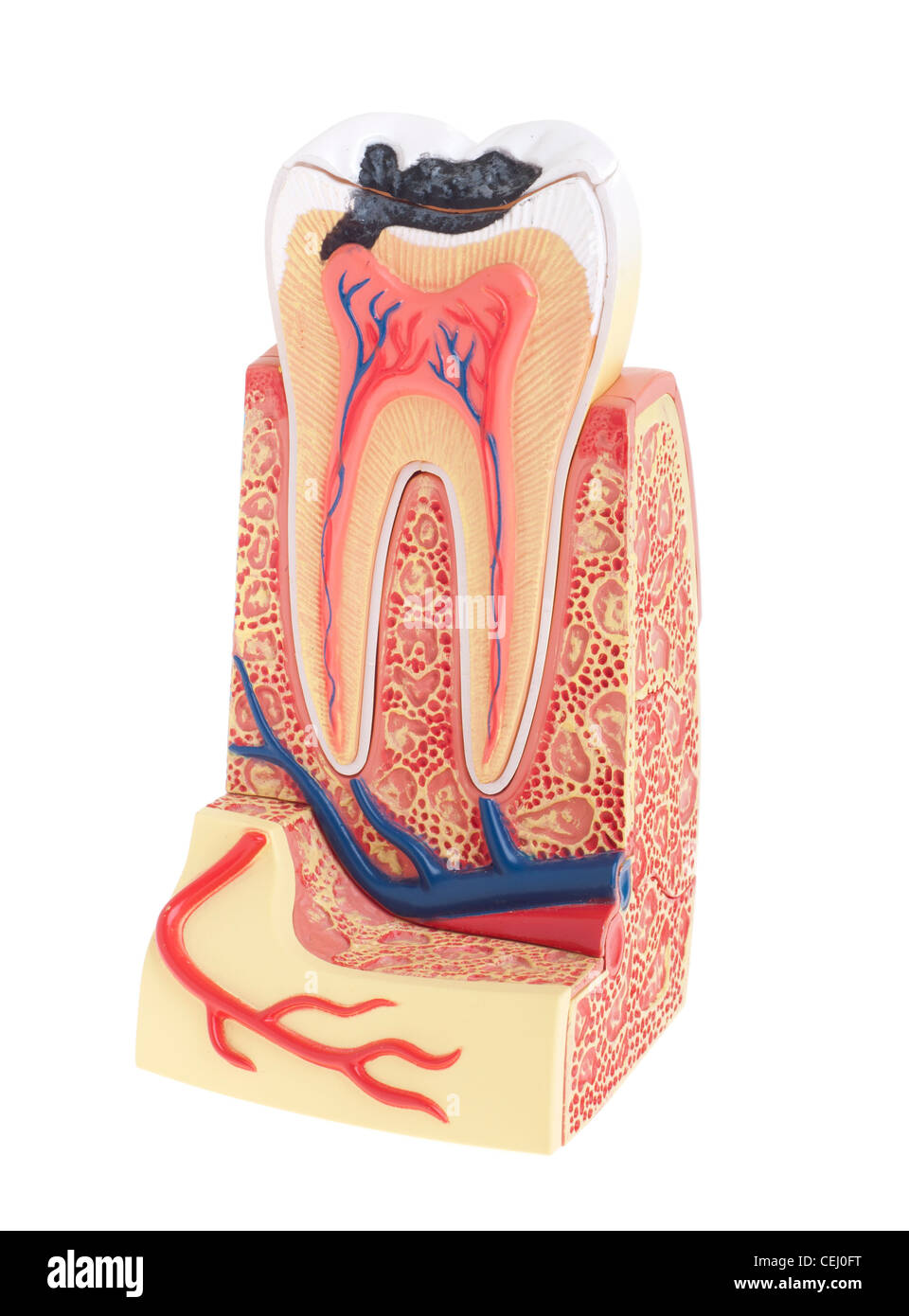 Anatomia del dente Banque de photographies et d’images à haute ...