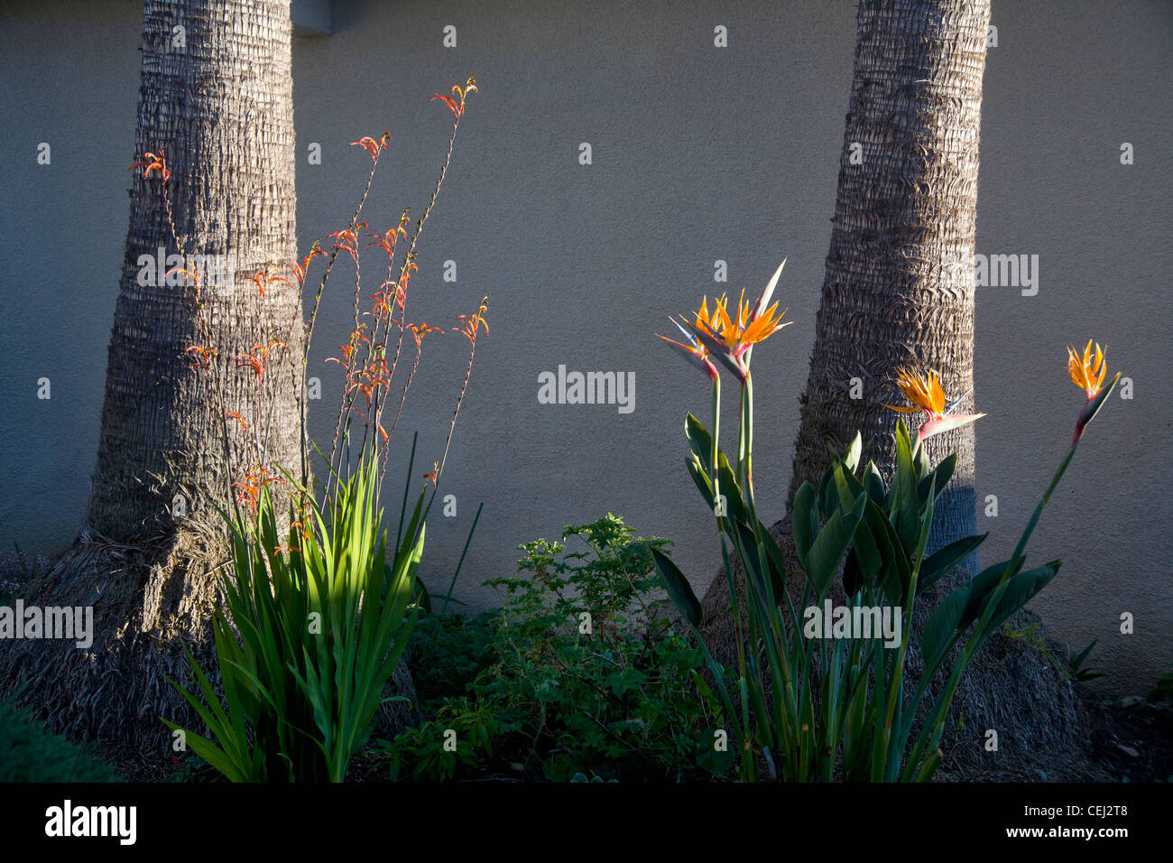 Indigenous plants south africa Banque de photographies et d’images à ...