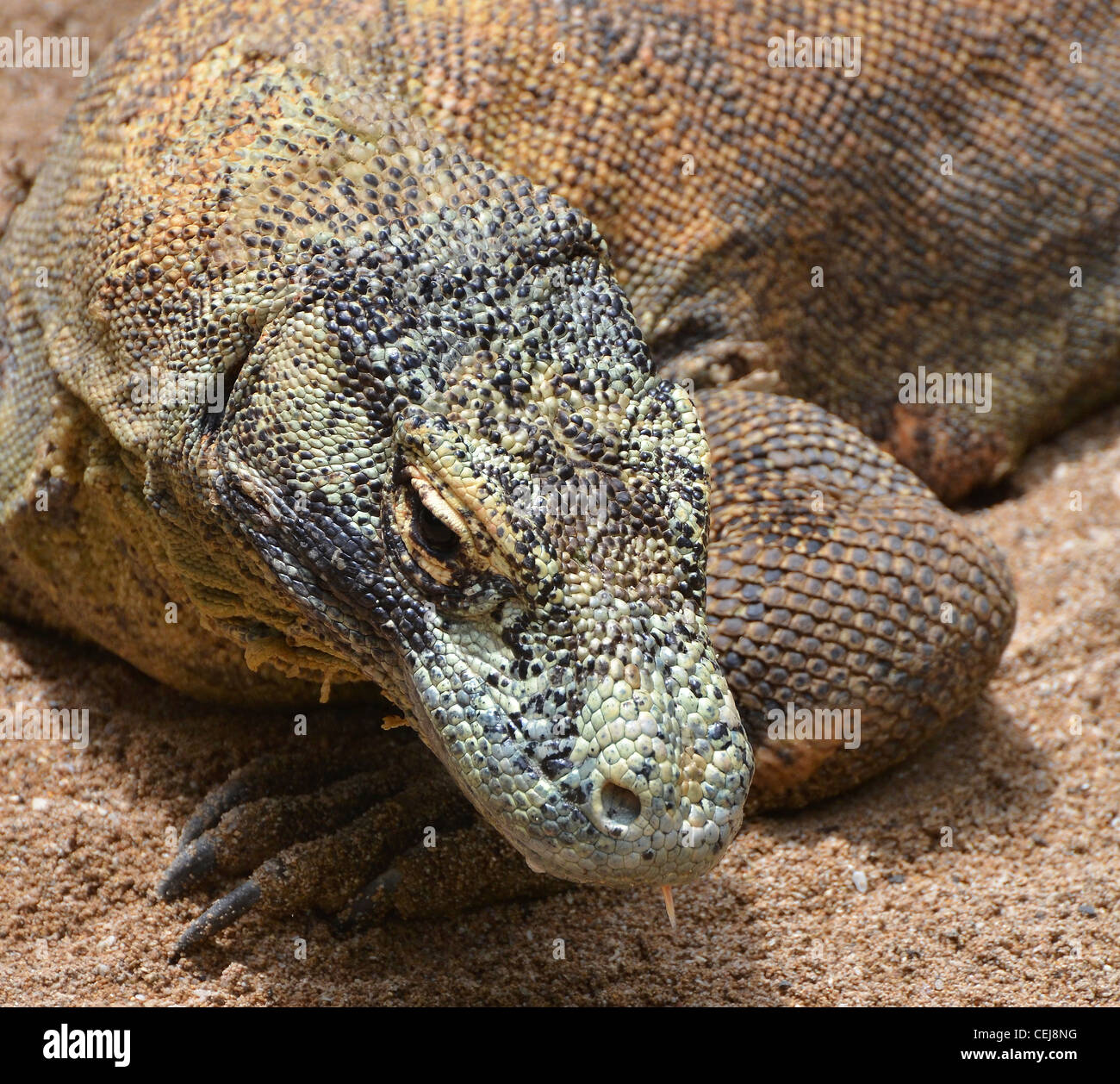 Komodo dragon Banque de photographies et d’images à haute résolution ...