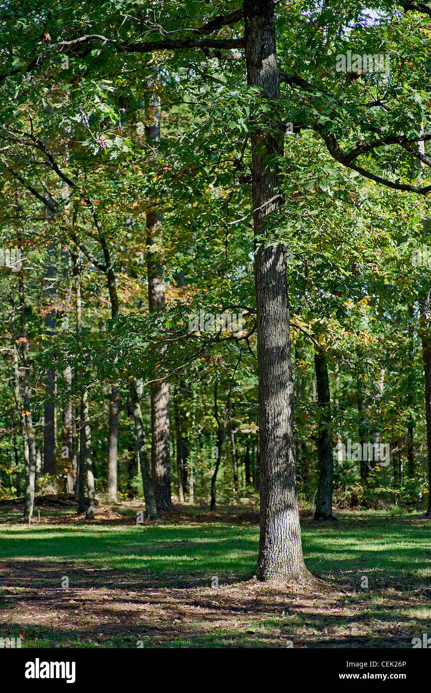 White Oak Tree Banque d'image et photos - Alamy