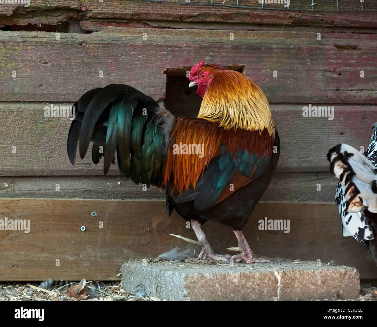 Coq De Basse Cour Banque d'image et photos - Alamy