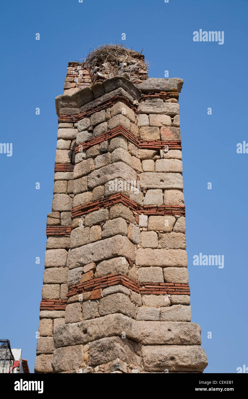 Opus vittatum Banque de photographies et d’images à haute résolution ...