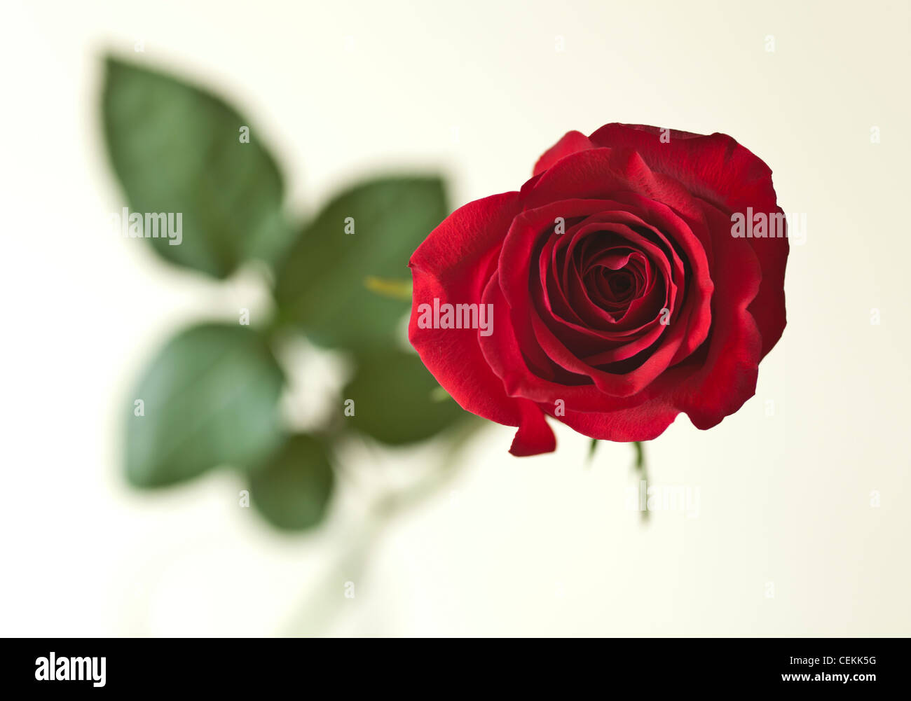 Une rose sous un autre nom Banque de photographies et d’images à haute ...