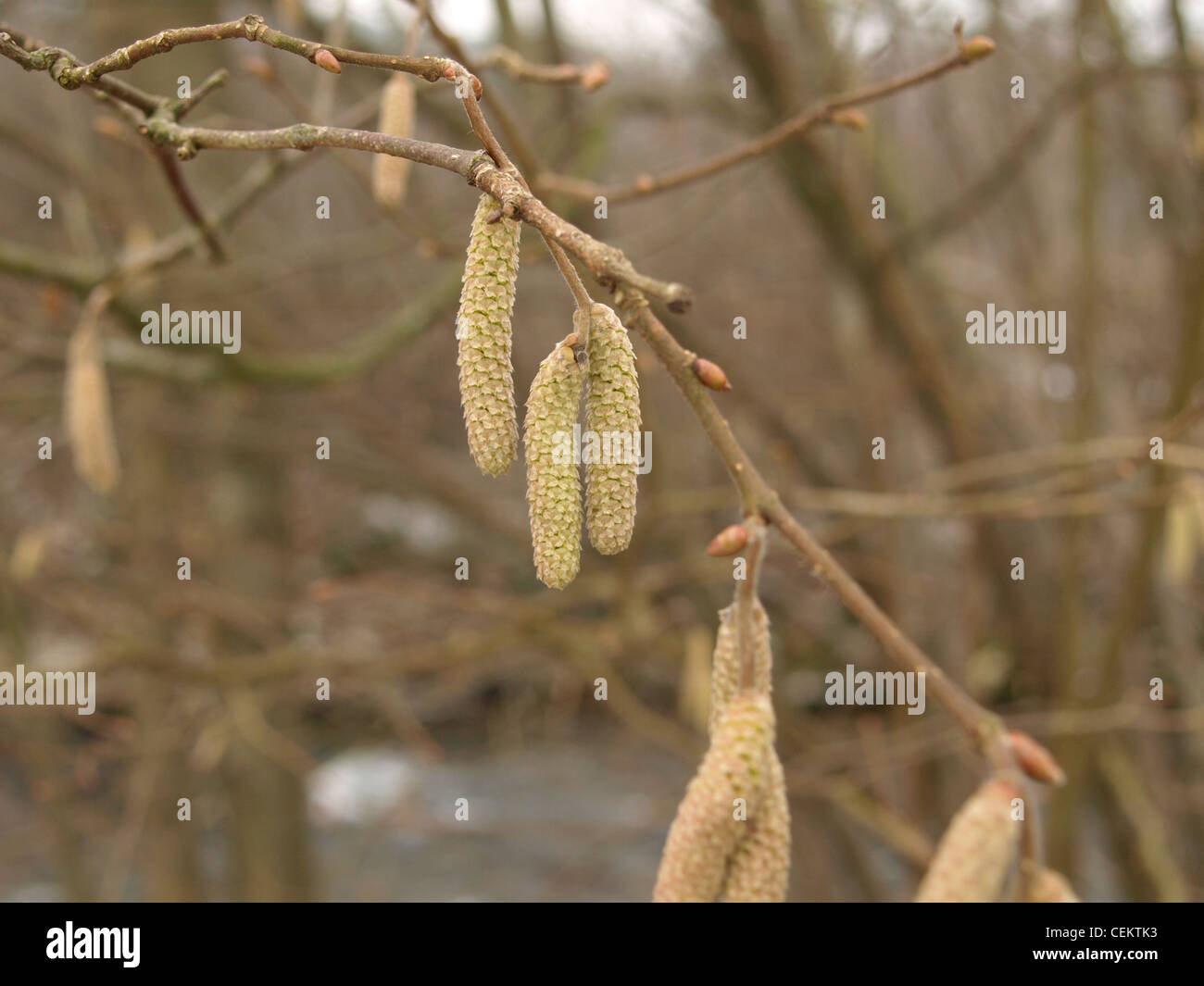 Chatons mâles de noisetier commun Corylus avellana / / Männliche ...