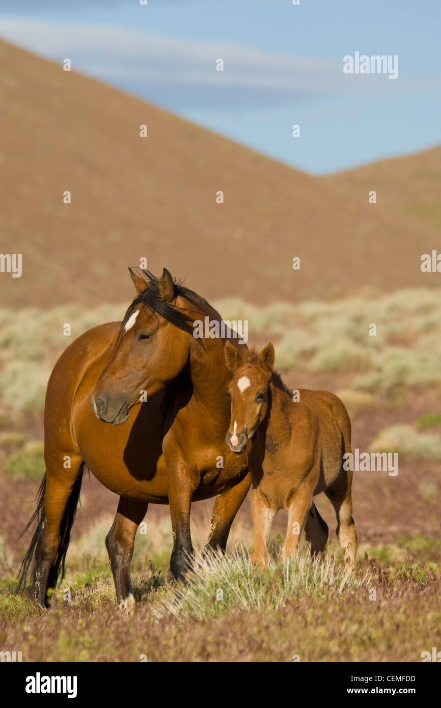 Jument cheval Banque de photographies et d’images à haute résolution ...