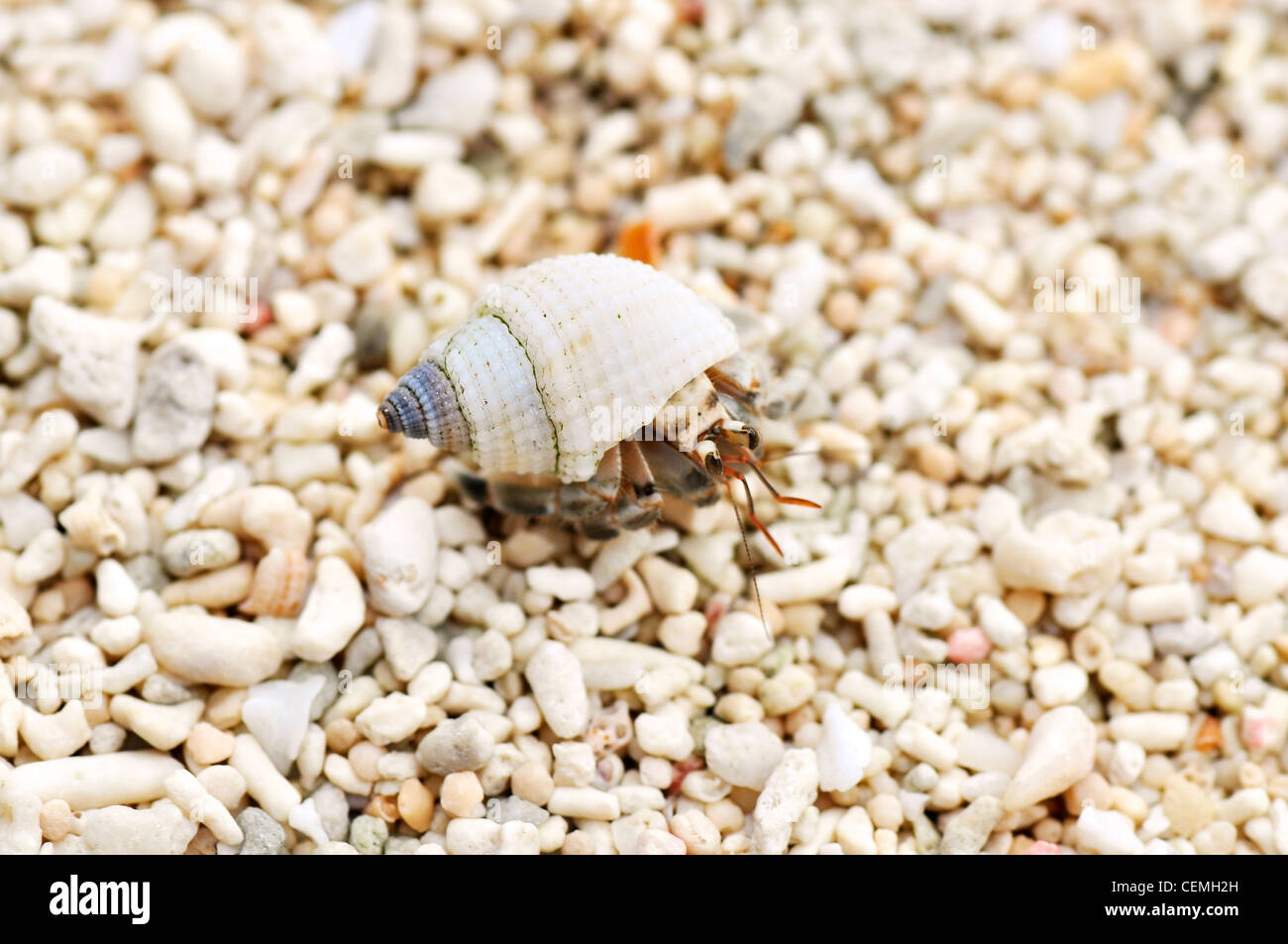 Bernard l'hermite Banque de photographies et d’images à haute ...