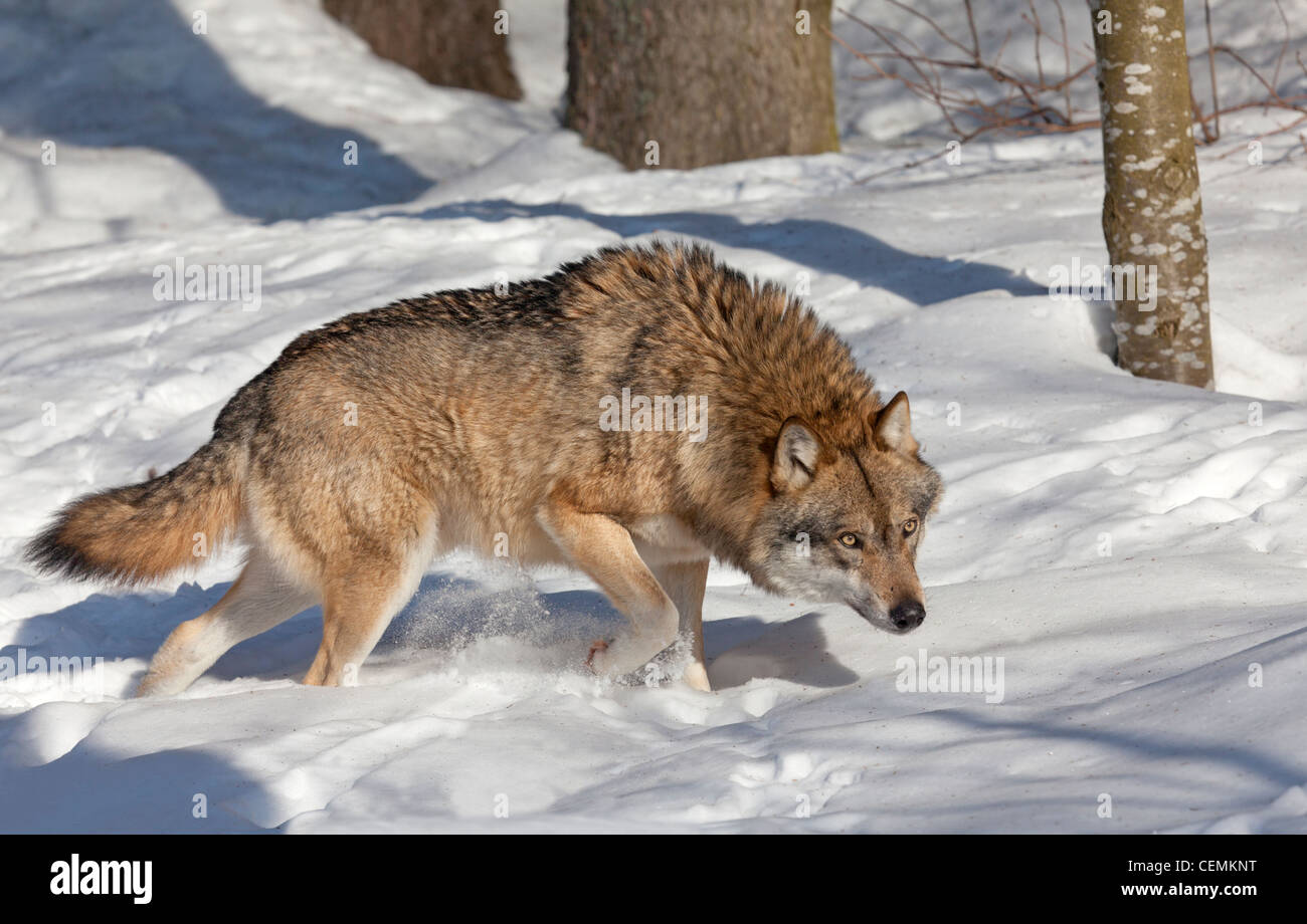 Loup animal Banque de photographies et d’images à haute résolution - Alamy