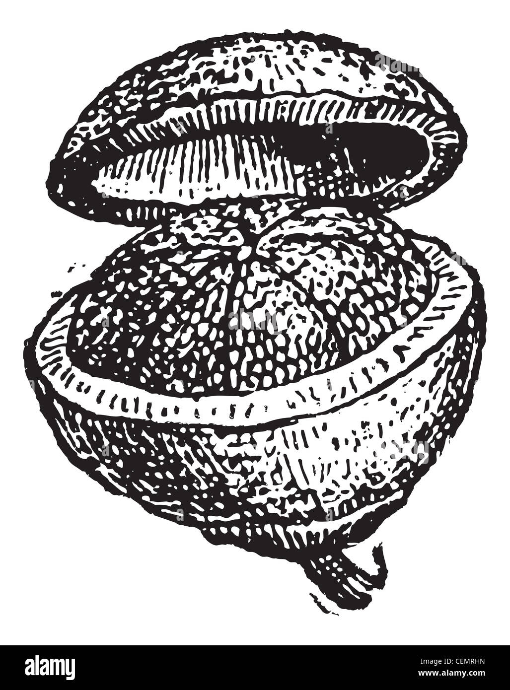 Dehiscence fruit Banque d'images détourées - Alamy