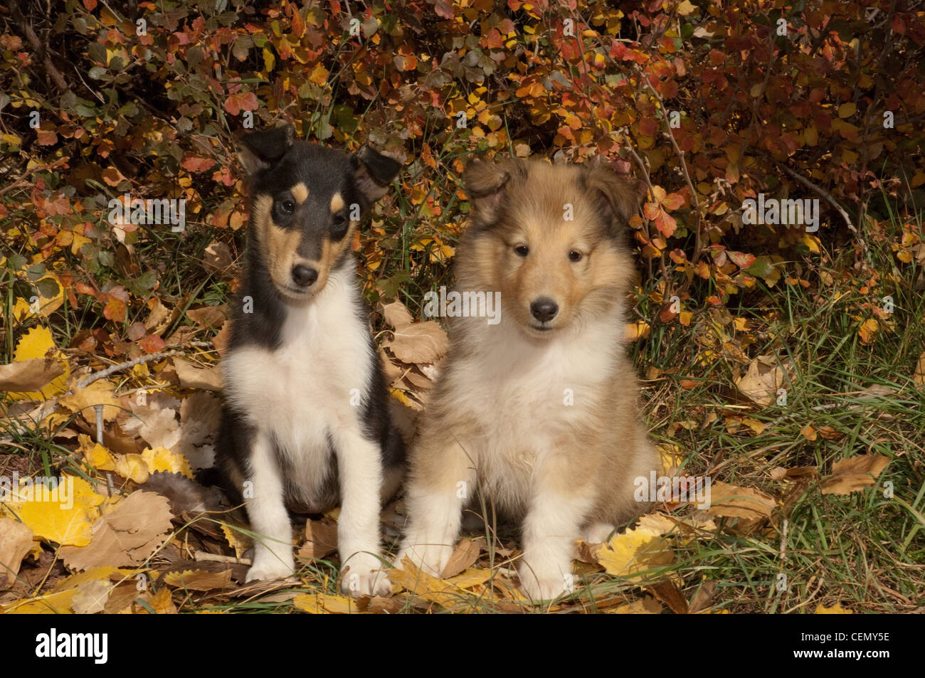 Rugueux et lisse Banque de photographies et d’images à haute résolution ...