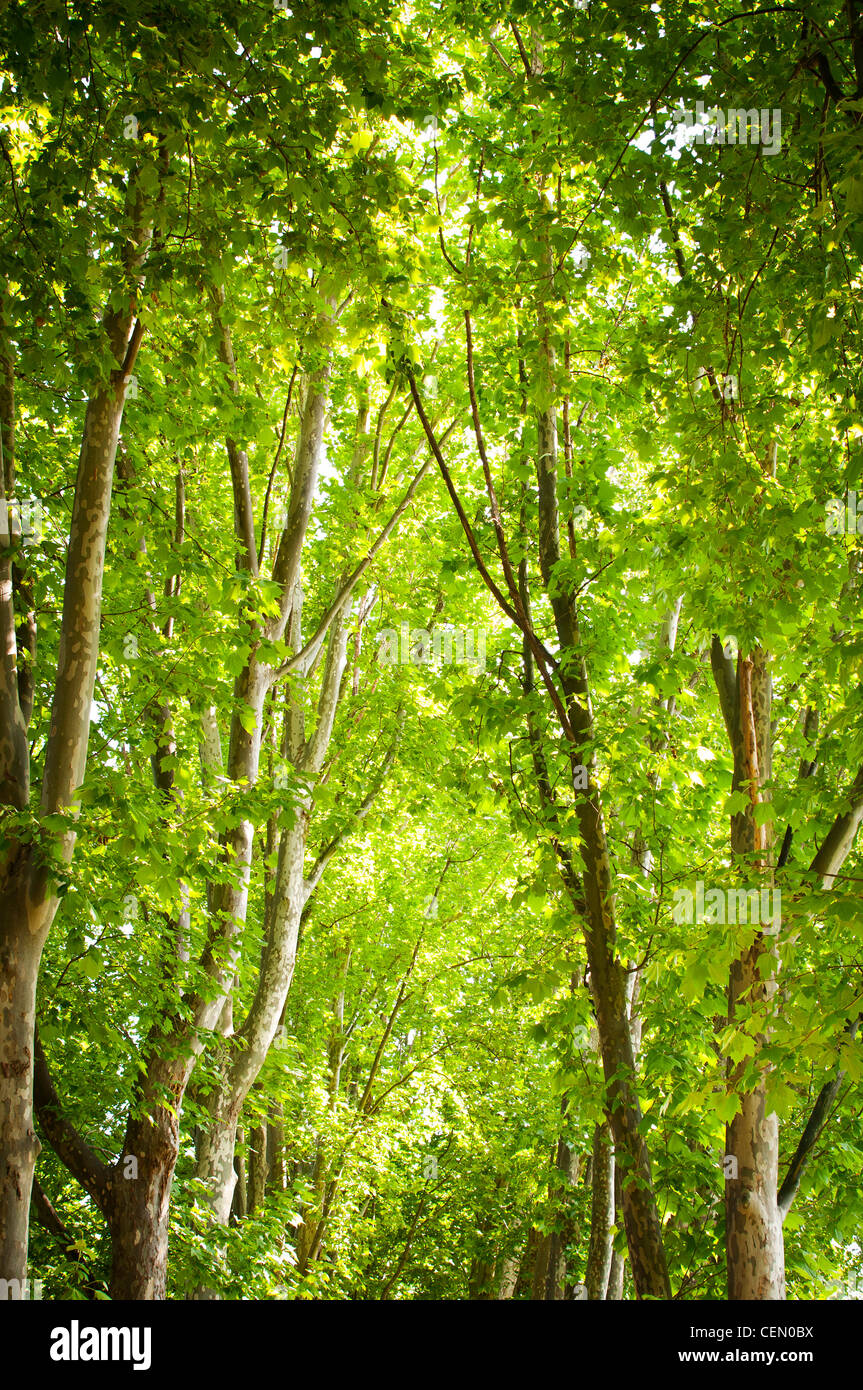 Voir dans la cime des arbres Banque de photographies et d’images à ...