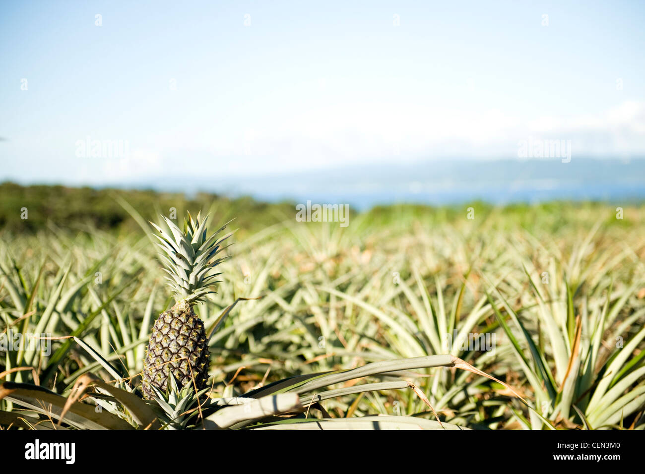 Champs d'ananas Banque de photographies et d’images à haute résolution ...
