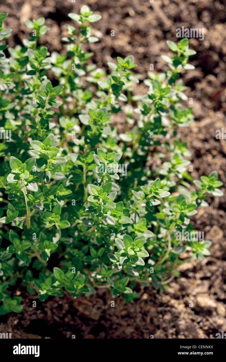Thymus serpyllum snowdrift Banque de photographies et d’images à haute ...