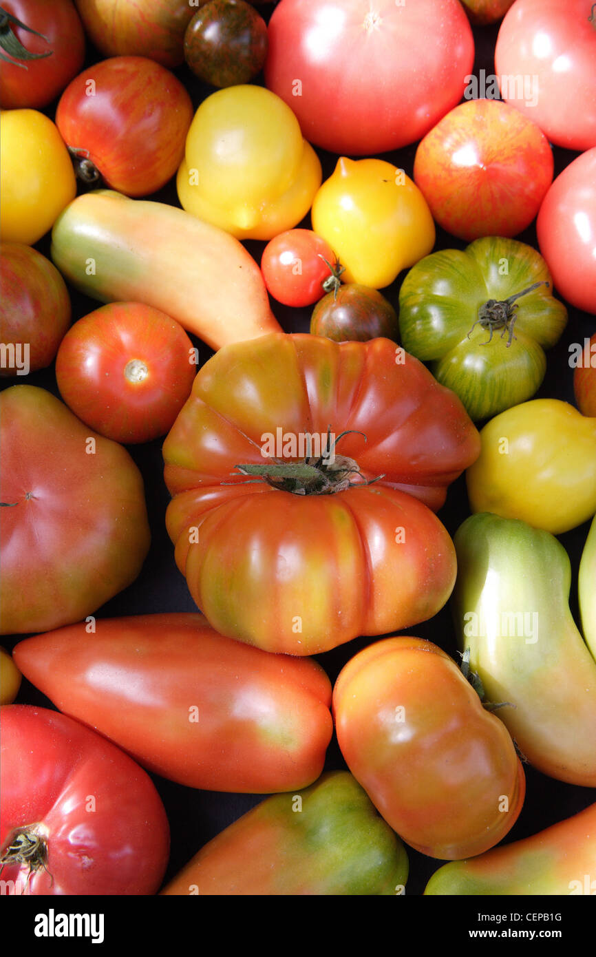 Différents types de tomate Photo Stock - Alamy