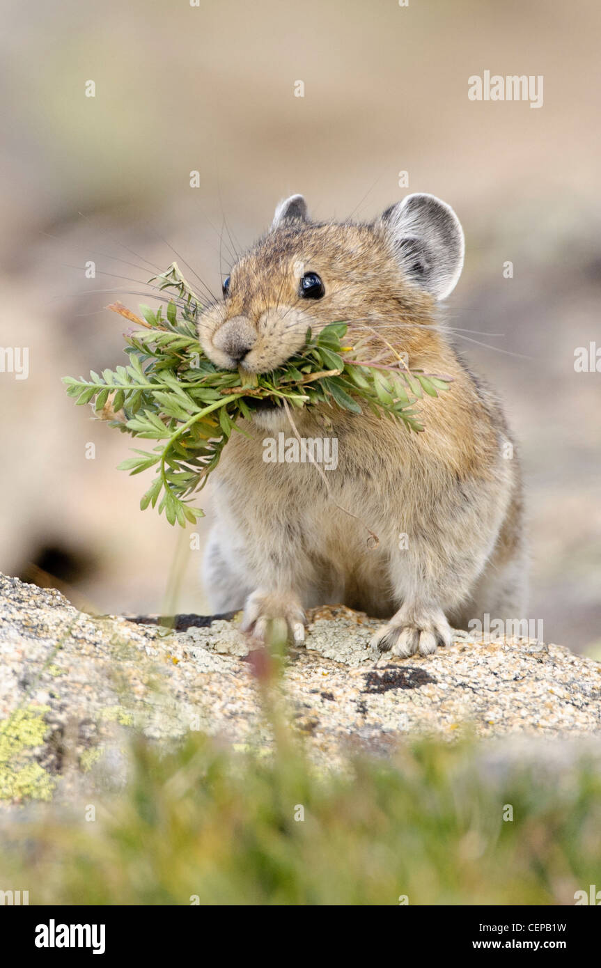 Pika américain Banque de photographies et d’images à haute résolution ...