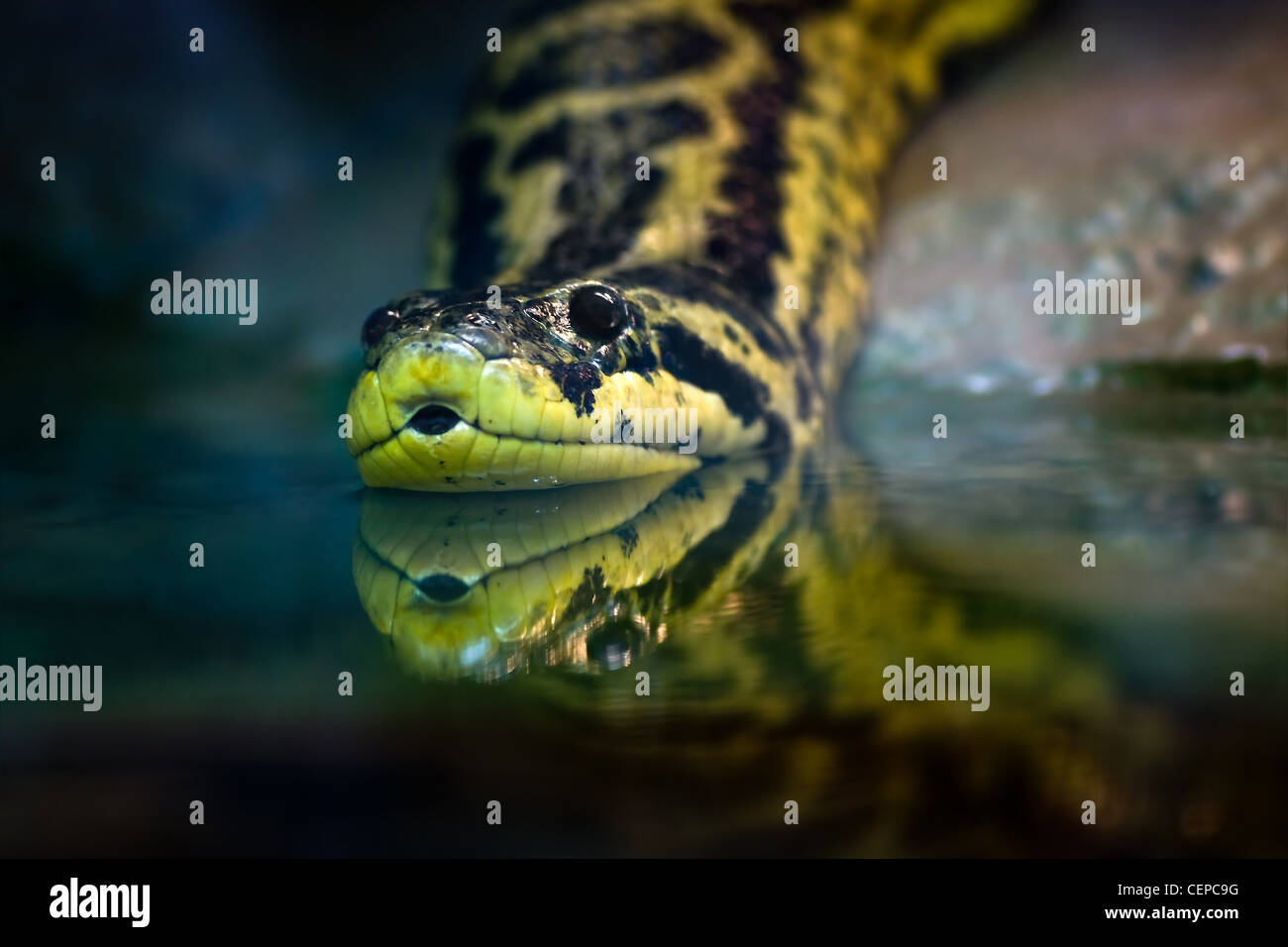 Anaconda snake Banque de photographies et d’images à haute résolution ...