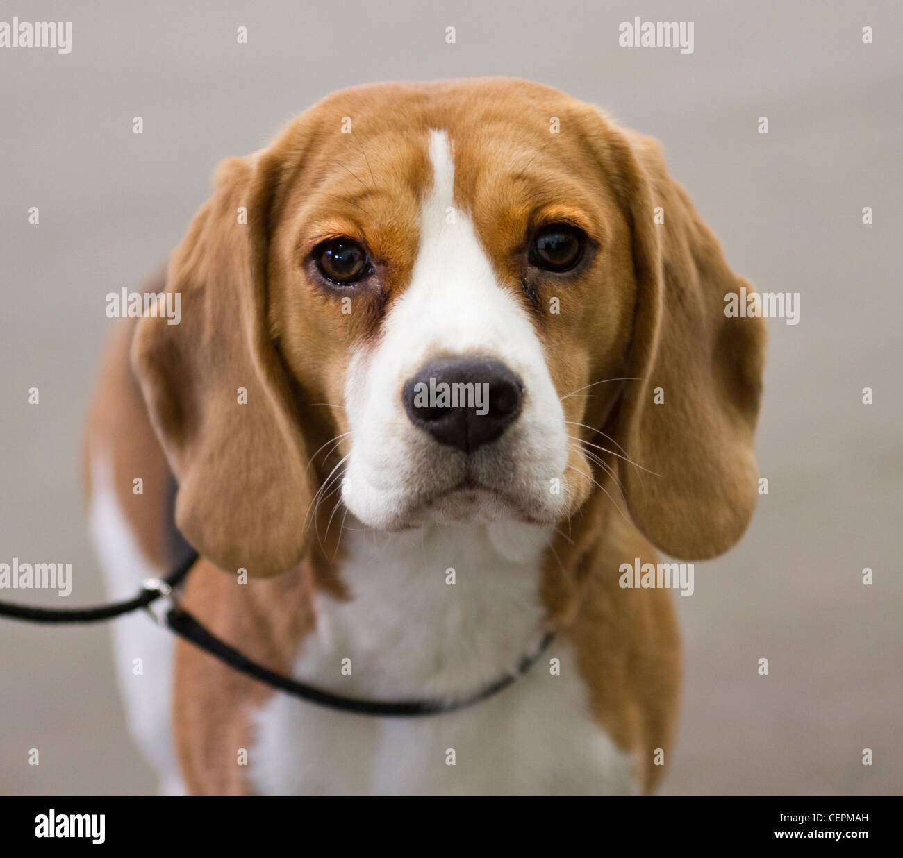 Beagle head Banque de photographies et d’images à haute résolution - Alamy