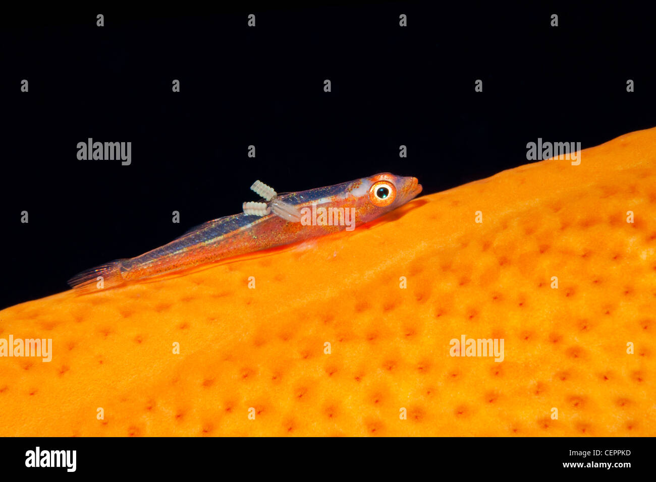 Bryaninops gobie avec parasite, loki, le Détroit de Lembeh, Sulawesi ...