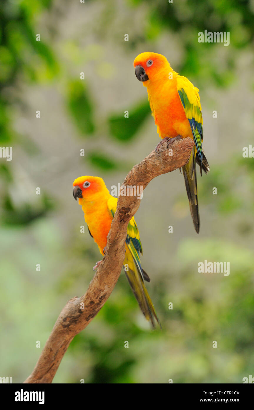 Sun conure parrot Banque de photographies et d’images à haute ...