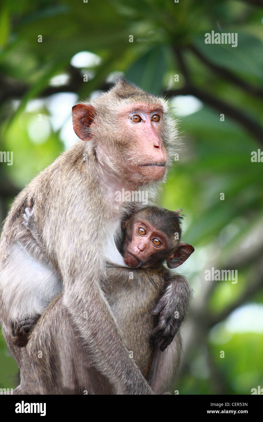 La guenon et son petit Banque de photographies et d’images à haute ...