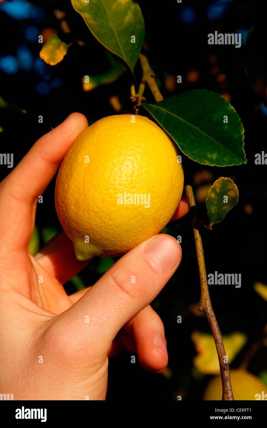 Feuilles de citronnier Banque de photographies et d’images à haute ...