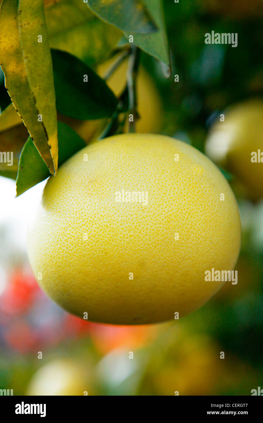 Grapefruit tree Banque de photographies et d’images à haute résolution ...