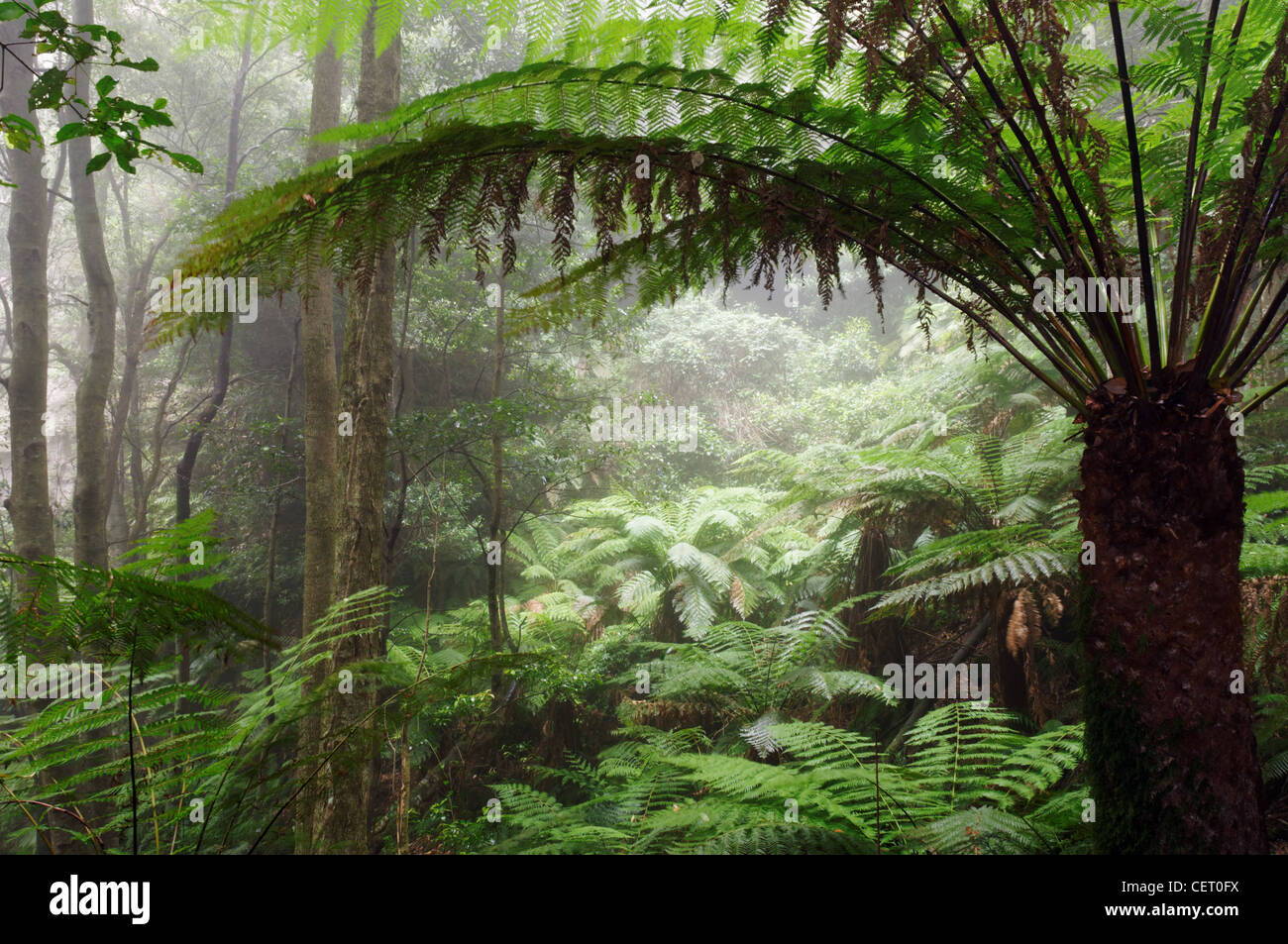 Australian forest Banque de photographies et d’images à haute ...