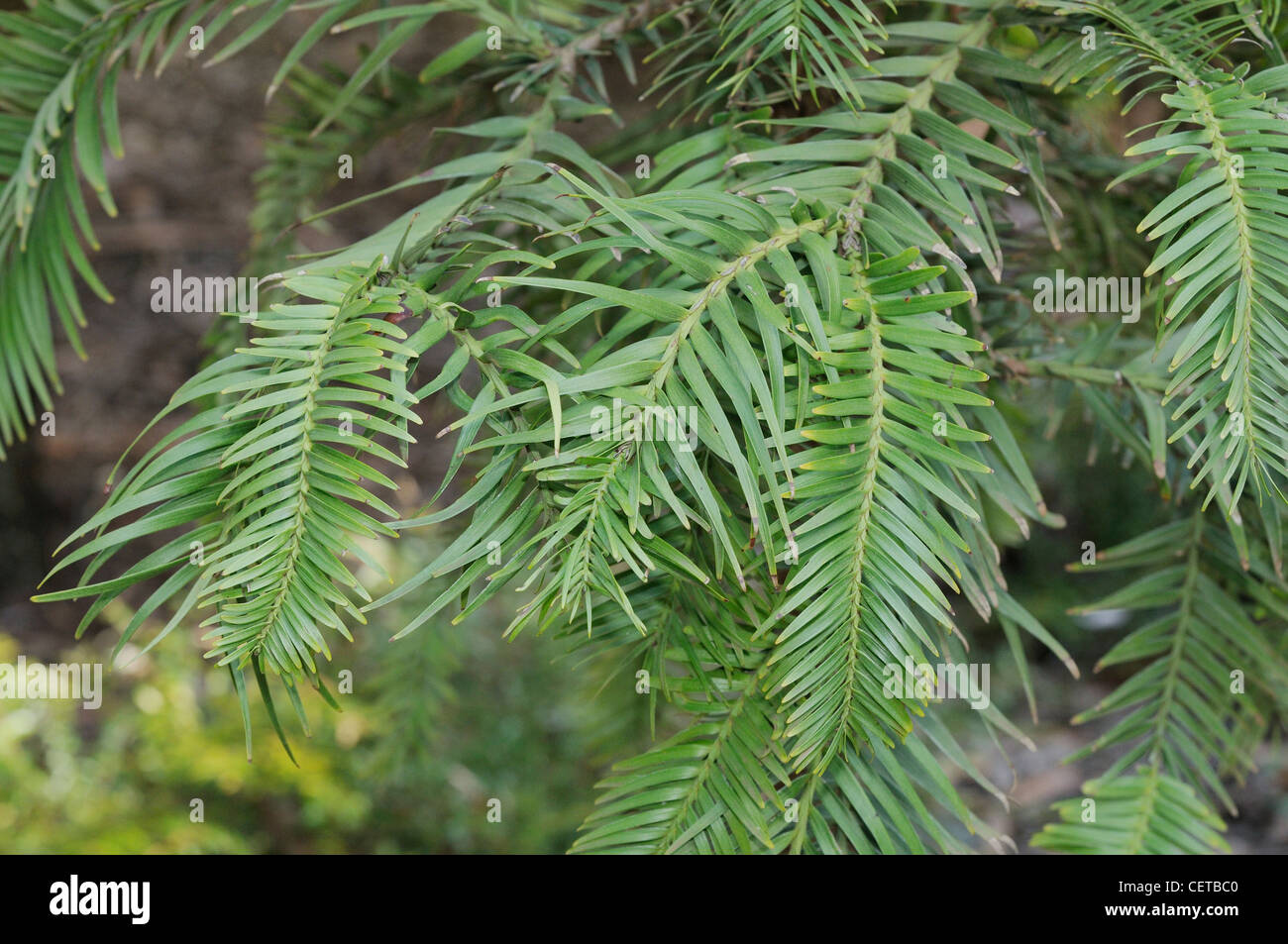 Pin Wollemi Wollemia nobilis l'un des plus anciens au monde et les plus ...