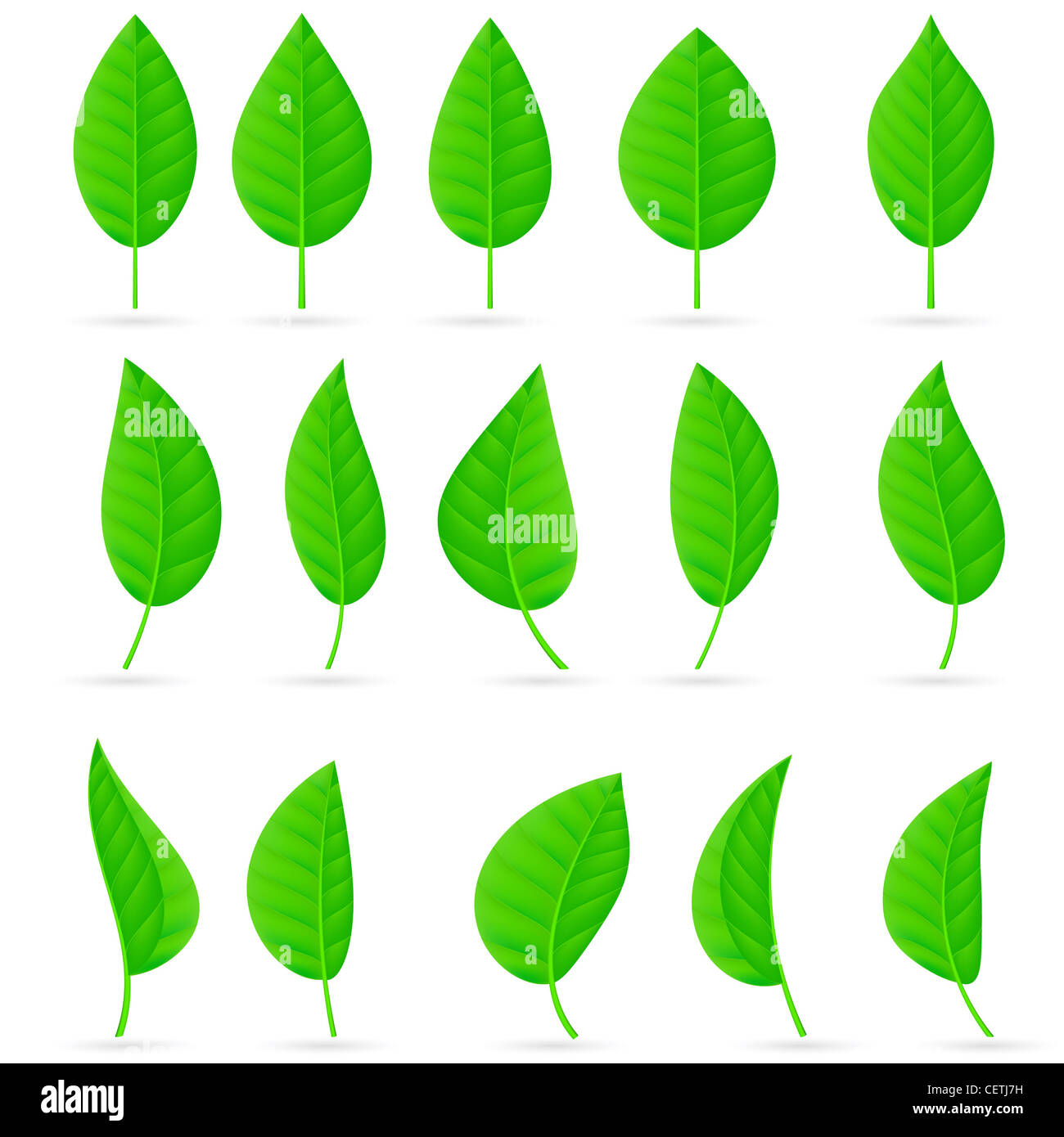 Différents types et formes de feuilles vertes. Illustration sur fond ...