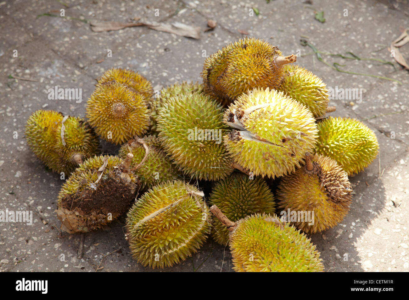 Zanzibar durian fruit Banque de photographies et d’images à haute ...