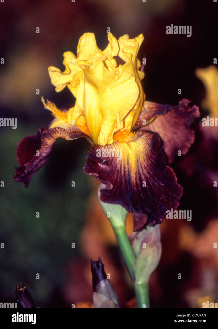 Cayeux Iris Iris pépinière, administré par Richard Cayeux à Gien ...