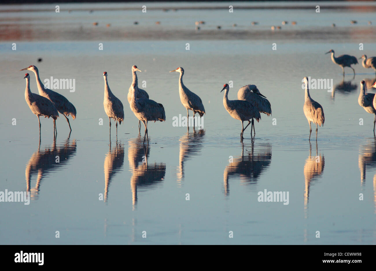 Grues bosque del apache Banque de photographies et d’images à haute ...